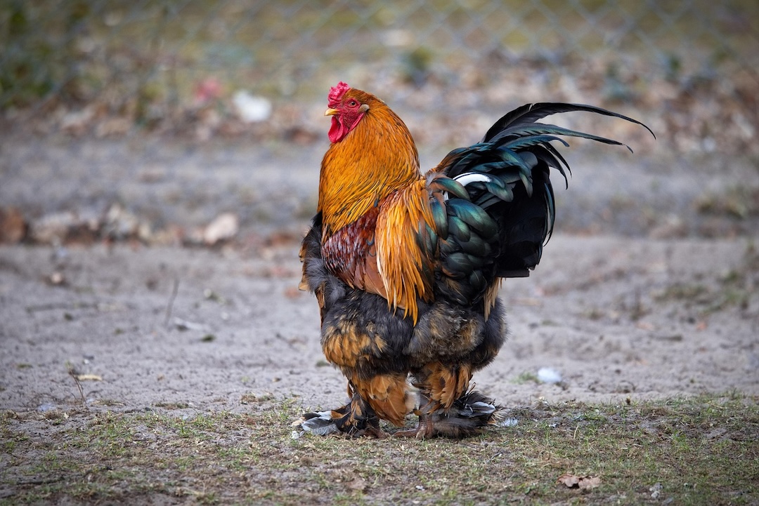 Brahma Chickens - Brahma Queen